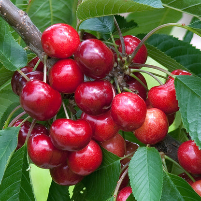 Cherry 'Stella' | Cherry Tree – Gardeners Dream