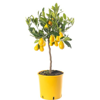 Limequat Tree | Limequat Tree – Gardeners Dream