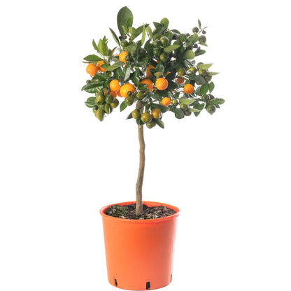 Orange Tree | Orange Tree – Gardeners Dream