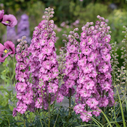 Delphinium 'Delgenius Chantay' | Larkspur – Gardeners Dream