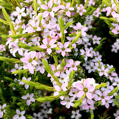 Diosma 'Sunset Gold' | Confetti Bush – Gardeners Dream