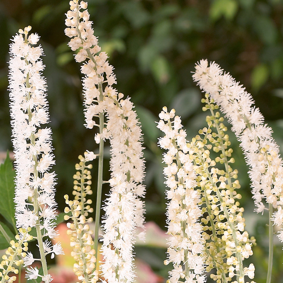 Actaea 'White Pearl' | Japanese Bugbane – Gardeners Dream