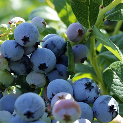 Blueberry 'Legacy' | Blueberry – Gardeners Dream