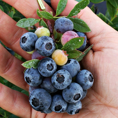 Blueberry 'Little Blue Wonder' | Blueberry – Gardeners Dream