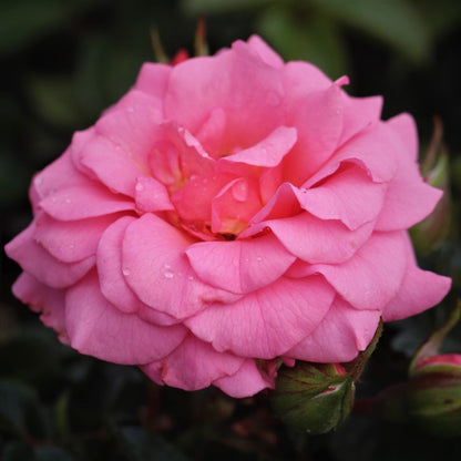 Rosa 'Anne's Rose' | Floribunda Rose – Gardeners Dream