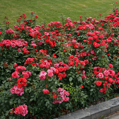 Rosa 'Cherry Girl' | Bush Rose – Gardeners Dream