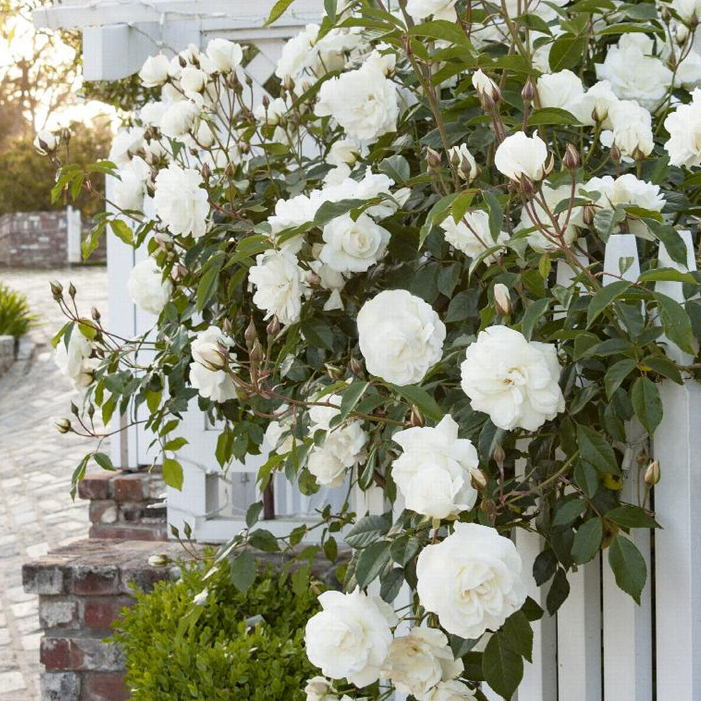 Rosa 'Iceberg' | Bush Rose – Gardeners Dream