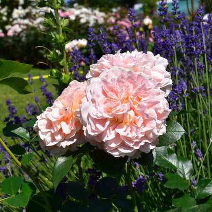 Rosa 'The Wren' | Bush Rose – Gardeners Dream