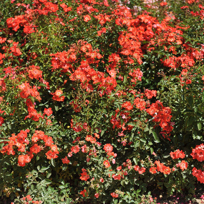 Rosa 'Sunset Flower' | Carpet Rose – Gardeners Dream