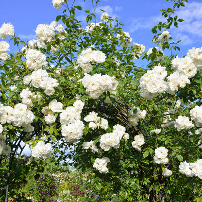 Rosa 'Snow Princess' | Climbing Rose – Gardeners Dream