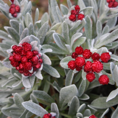 Helichrysum 'Red Jewel' | Strawflower – Gardeners Dream