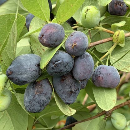 Honeyberry 'Blue Treasure' | Honeyberry – Gardeners Dream