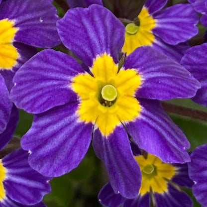 Primula 'Oakleaf Blue' | Oakleaf Primrose – Gardeners Dream