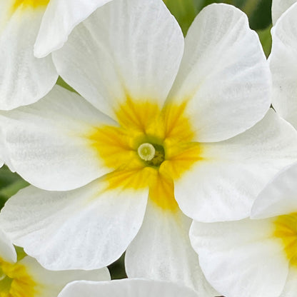 Primula 'Oakleaf White' | Oakleaf Primrose – Gardeners Dream
