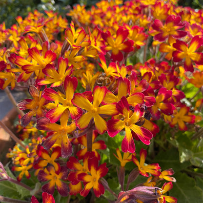Primula 'Oakleaf Yellow Picotee' | Oakleaf Primrose – Gardeners Dream