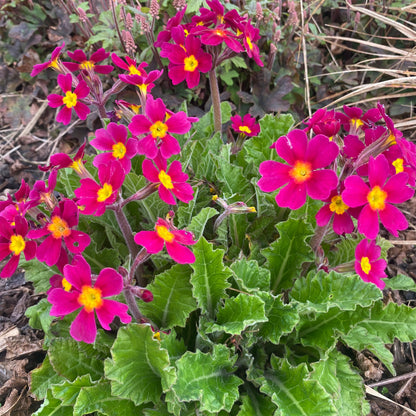 Primula 'Oakleaf Magenta' | Oakleaf Primrose – Gardeners Dream