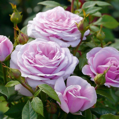 Rosa 'Hopes and Dreams' | Bush Rose – Gardeners Dream