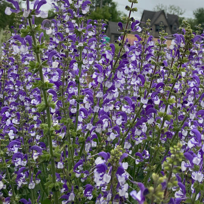 Salvia 'Madeline' | Sage – Gardeners Dream