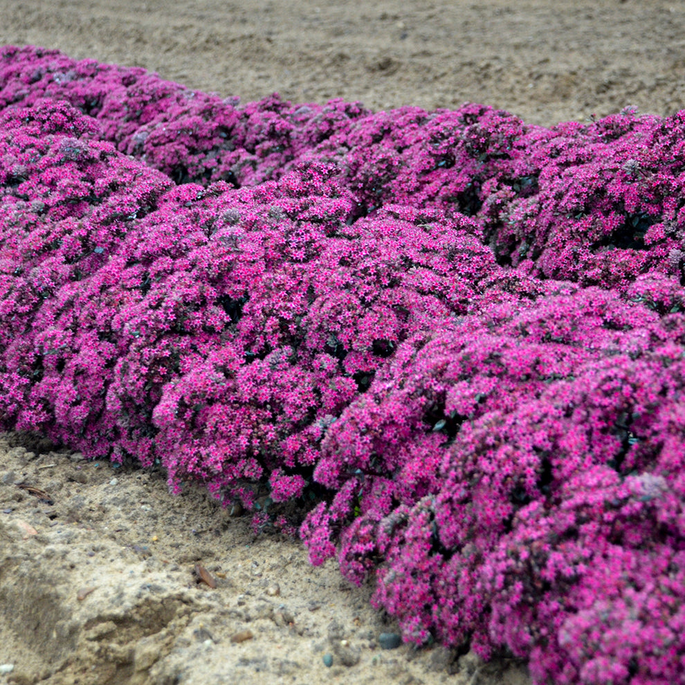 Sedum 'Superstar' | Stonecrop – Gardeners Dream