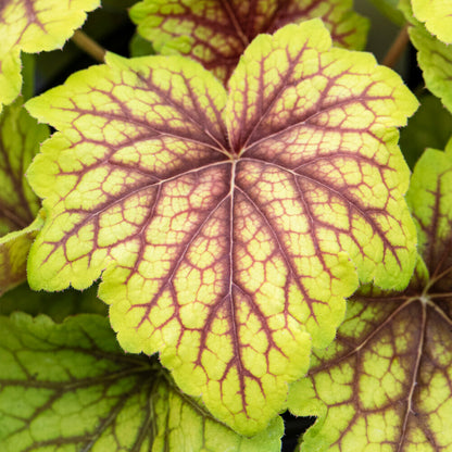 Heuchera 'Red Lightning' | Coral Bells – Gardeners Dream