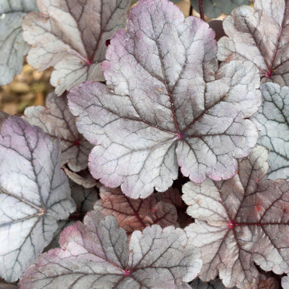 Heuchera 'Silver Gumdrop' | Coral Bells – Gardeners Dream