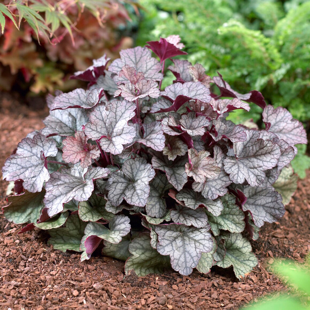 Heuchera Plants | Garden Plants | Gardeners Dream