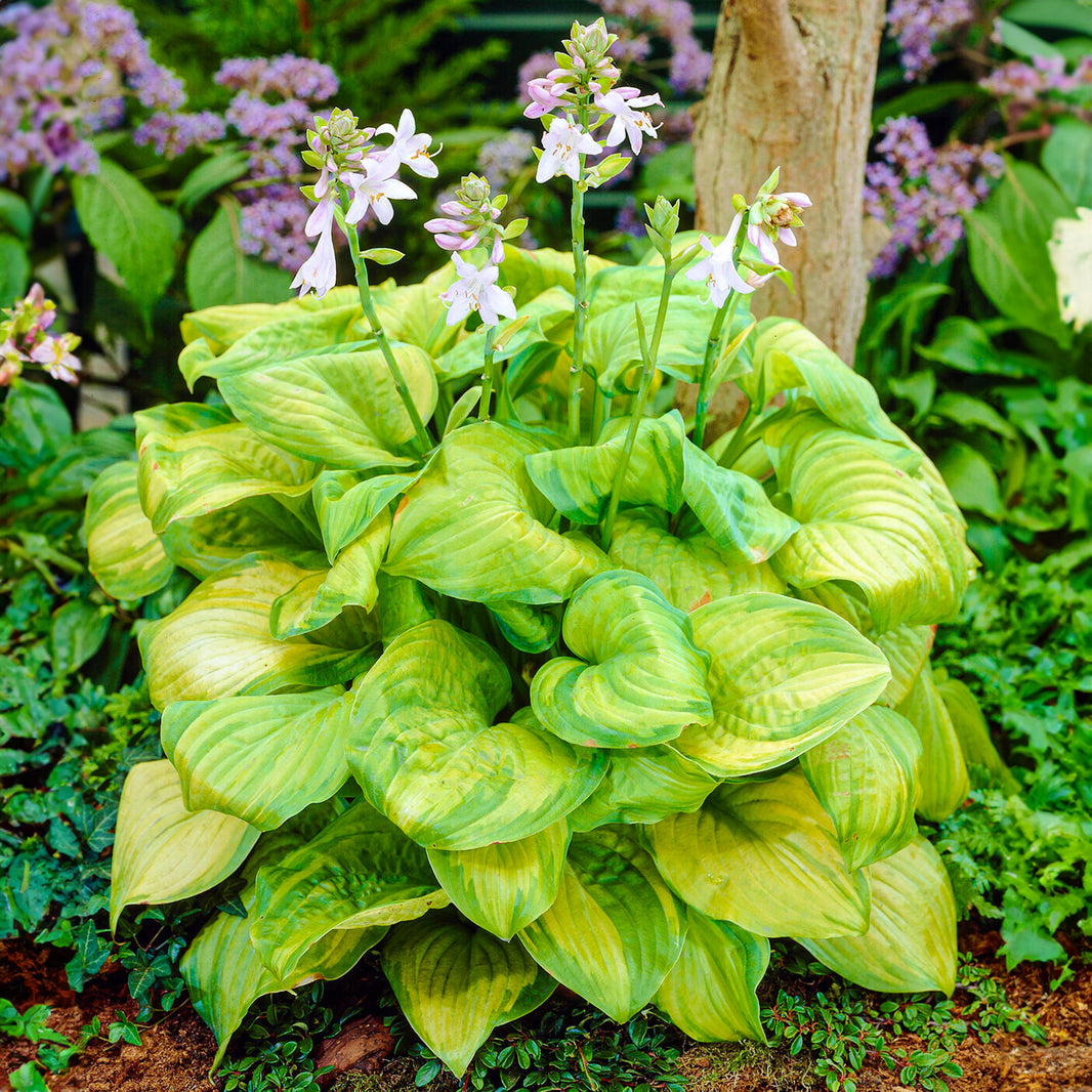 Hosta Plants | Red Hosta Plants | Gardeners Dream