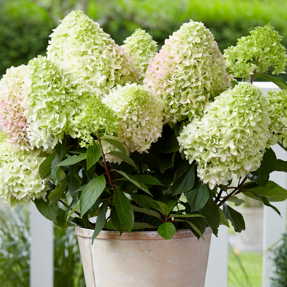 Hydrangea 'Little Fresco' | Panicle Hydrangea – Gardeners Dream