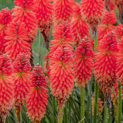 Kniphofia 'Poco Red' | Red Hot Poker – Gardeners Dream