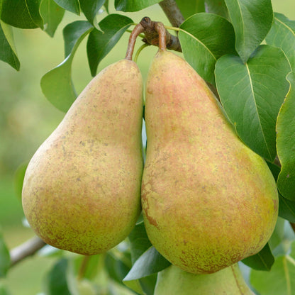 Pear 'Concorde' | Pear Tree – Gardeners Dream
