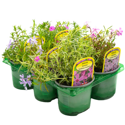 Phlox Mix | Garden Phlox – Gardeners Dream