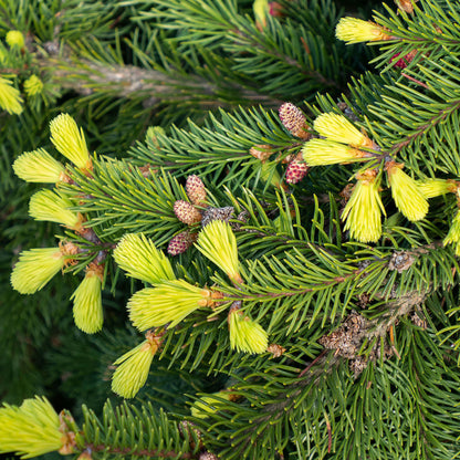 Norway Spruce Bare Root Hedge | Norway Spruce – Gardeners Dream