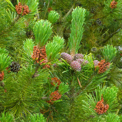 Scots Pine Bare Root Hedge | Scots Pine – Gardeners Dream