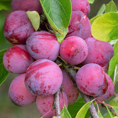 Plum 'Victoria' | Plum Tree – Gardeners Dream