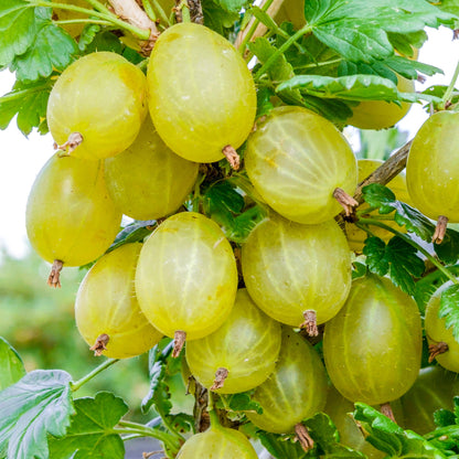 Gooseberry 'Invicta' | Gooseberry – Gardeners Dream
