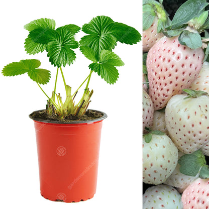 Strawberry 'Snow White' | Strawberry – Gardeners Dream