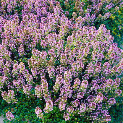 Thyme 'Doone Valley' | Lemon Thyme – Gardeners Dream