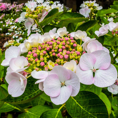 Hydrangea 'Teller White' | Mophead Hydrangea – Gardeners Dream