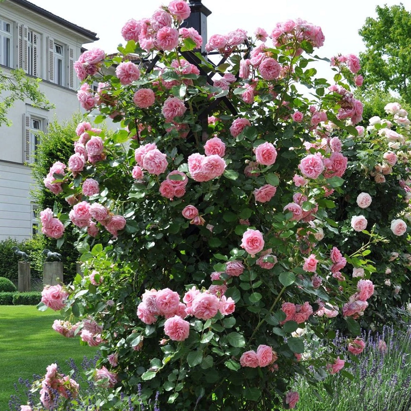 Rosa 'Mamma Mia' | Climbing Rose – Gardeners Dream