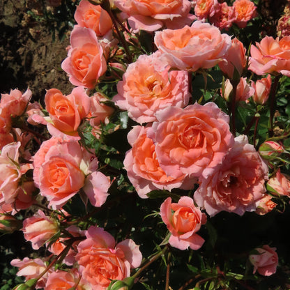 Rosa 'Flower Power' | Patio Rose – Gardeners Dream
