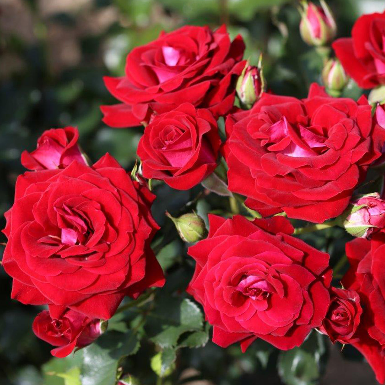 Rosa 'Scarlet Patio' | Patio Rose – Gardeners Dream