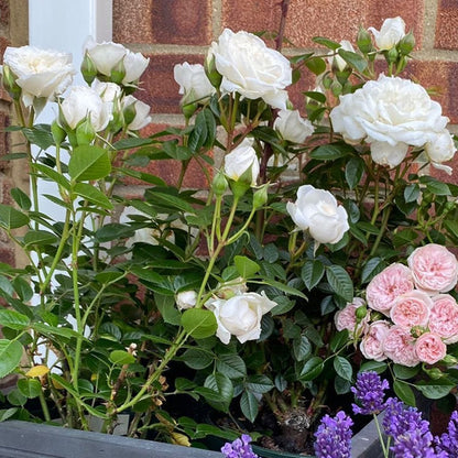 Rosa 'White Patio' | Patio Rose – Gardeners Dream