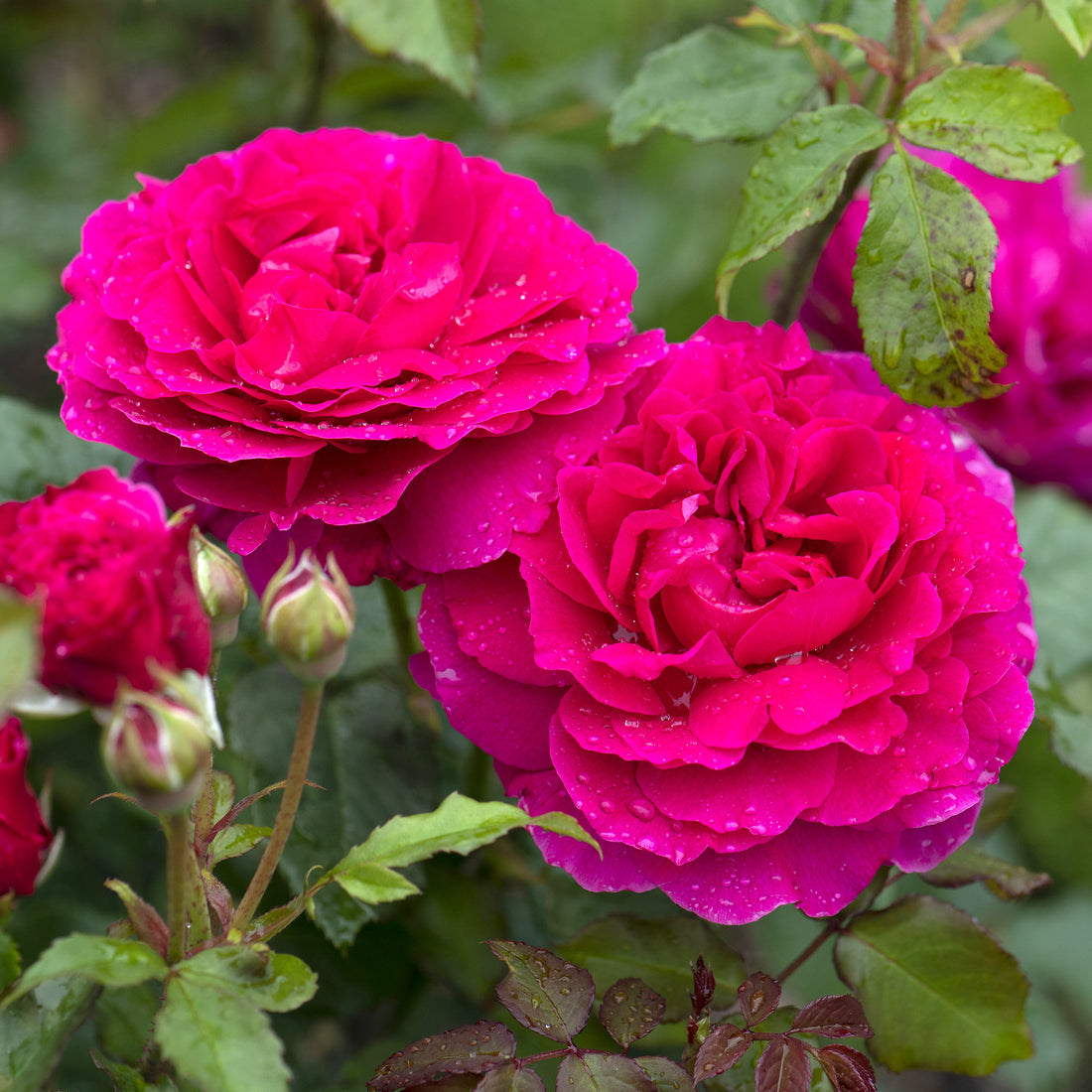 Rosa 'Gabriel Oak' | Shrub Rose – Gardeners Dream