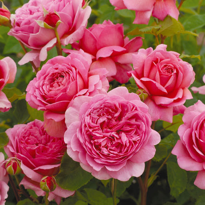 Rosa 'Princess Alexandra of Kent' | Shrub Rose – Gardeners Dream