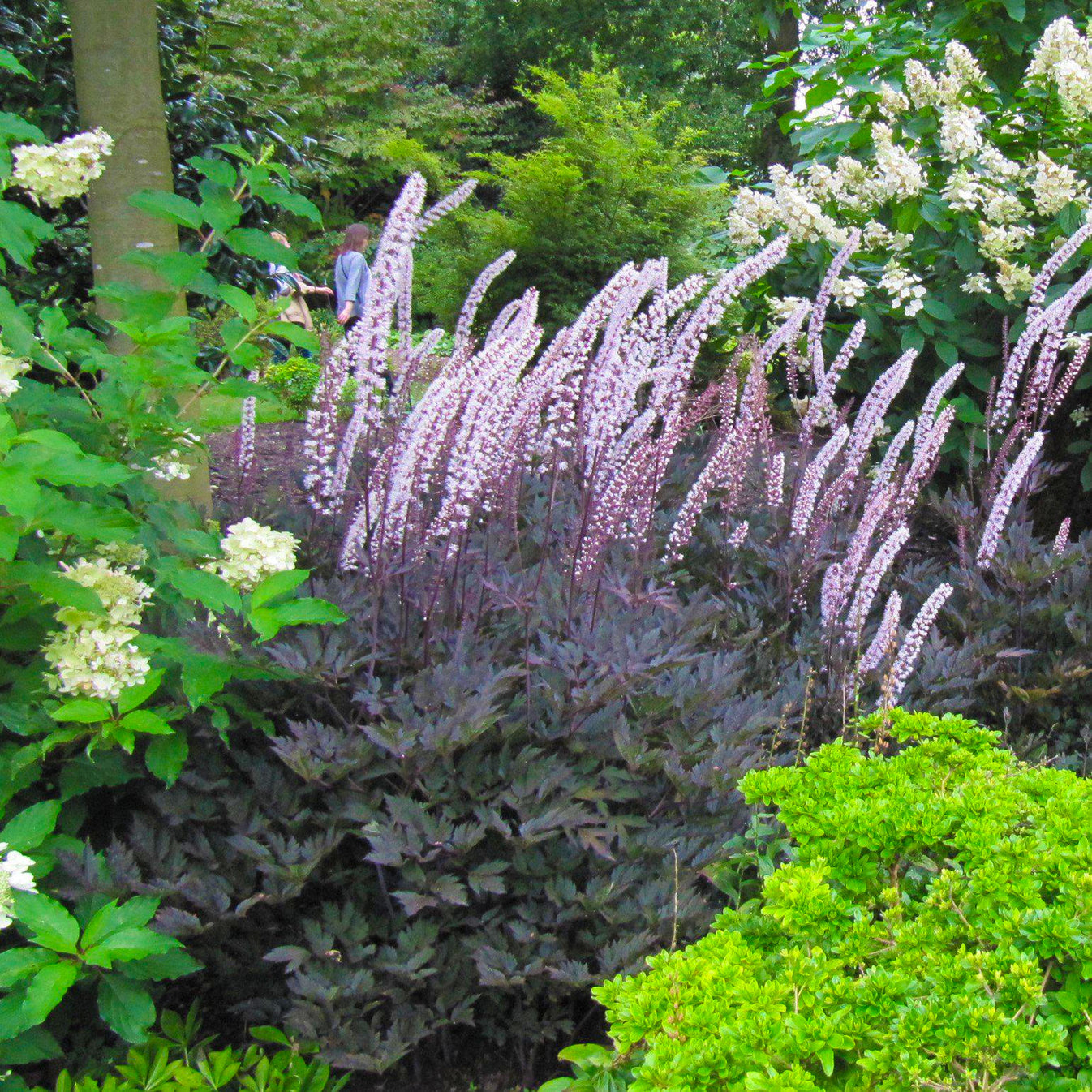 Actaea 'Pink Spike' | Outdoor Plants – Gardeners Dream