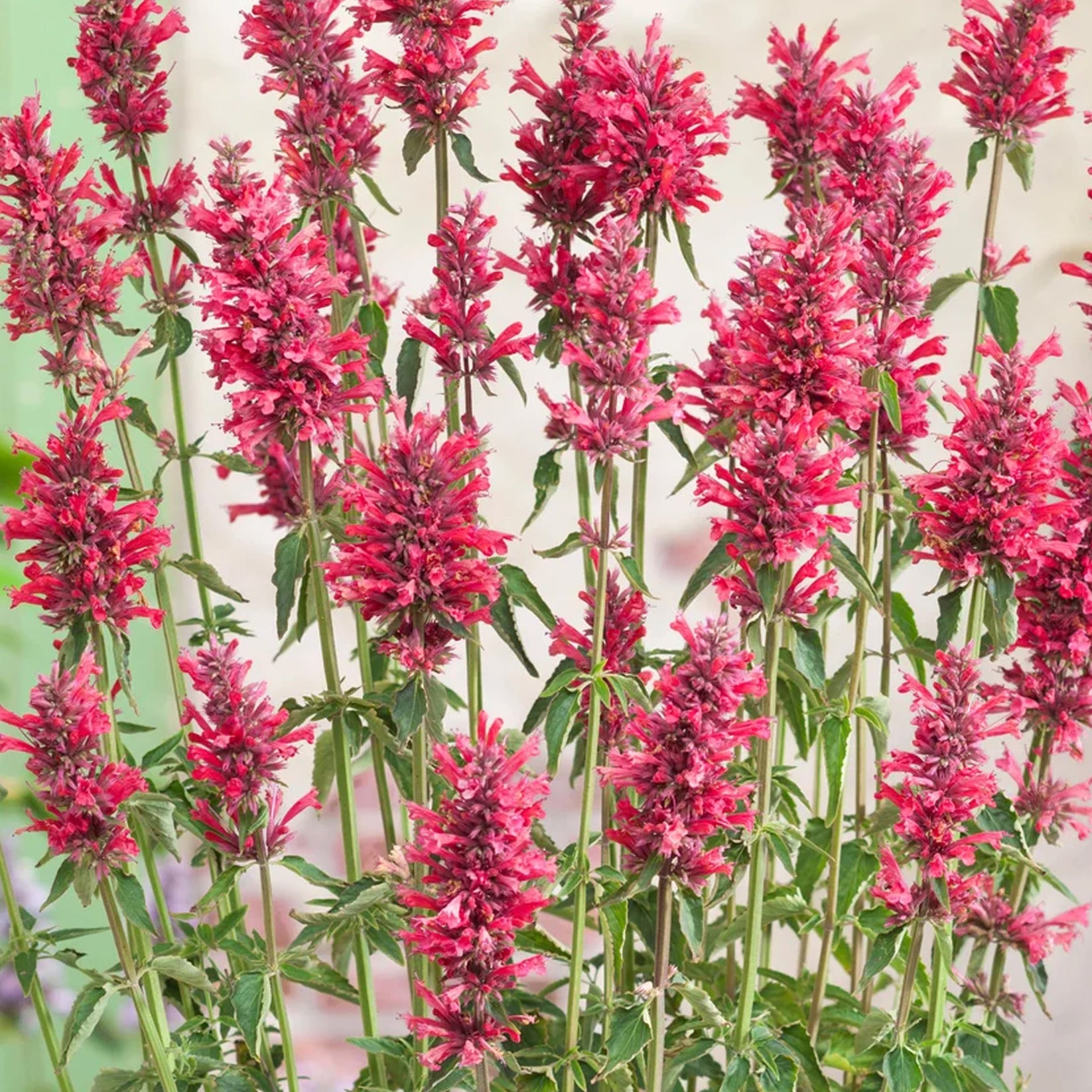 Agastache 'Red Fortune' | Agastache PBR – Gardeners Dream