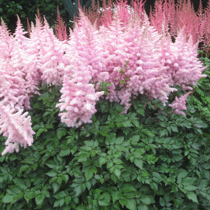 Astilbe 'Ice Cream' | Outdoor Plants – Gardeners Dream