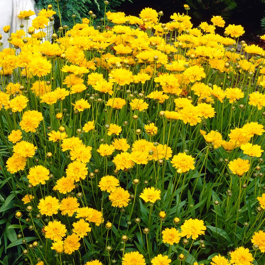 Coreopsis 'Early Sunrise' | Coreopsis grandiflora – Gardeners Dream