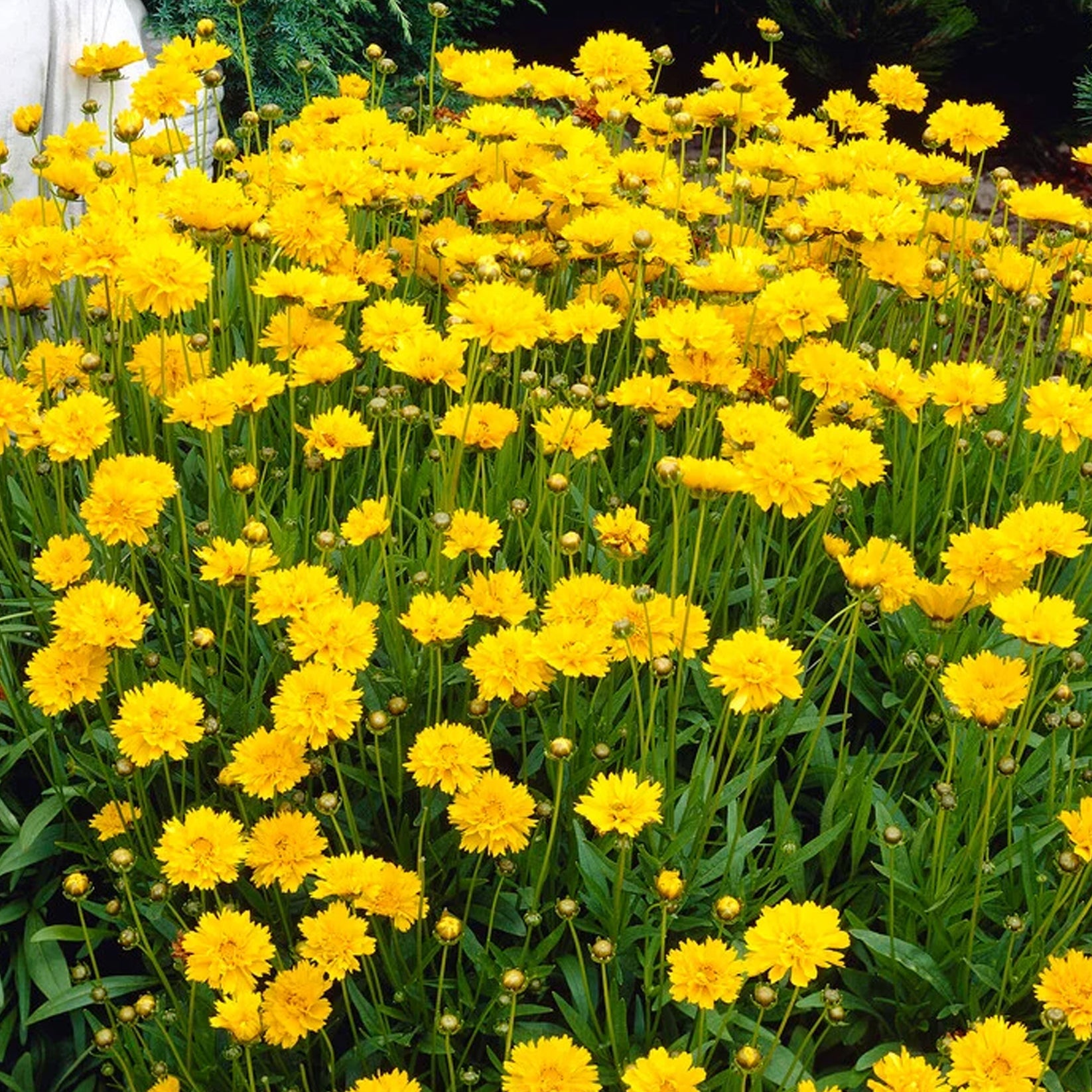 Coreopsis 'Early Sunrise' | Coreopsis grandiflora – Gardeners Dream