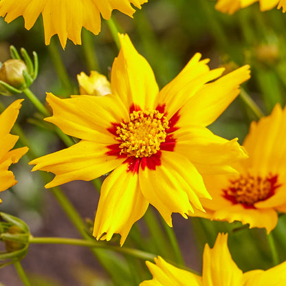 Coreopsis 'Solar Mellow' | Outdoor Plants – Gardeners Dream